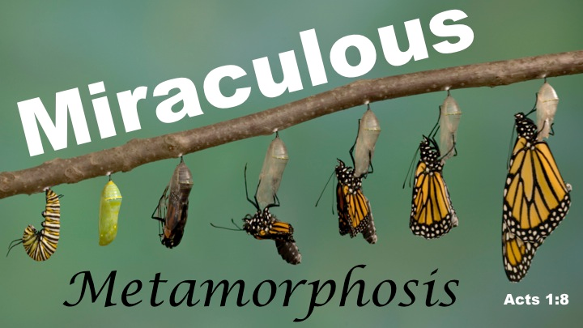 MIRACULOUS METAMORPHOSIS | THE BRIDGE